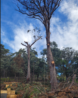 Increase in serious incidents involving tree work | SafeWork NSW